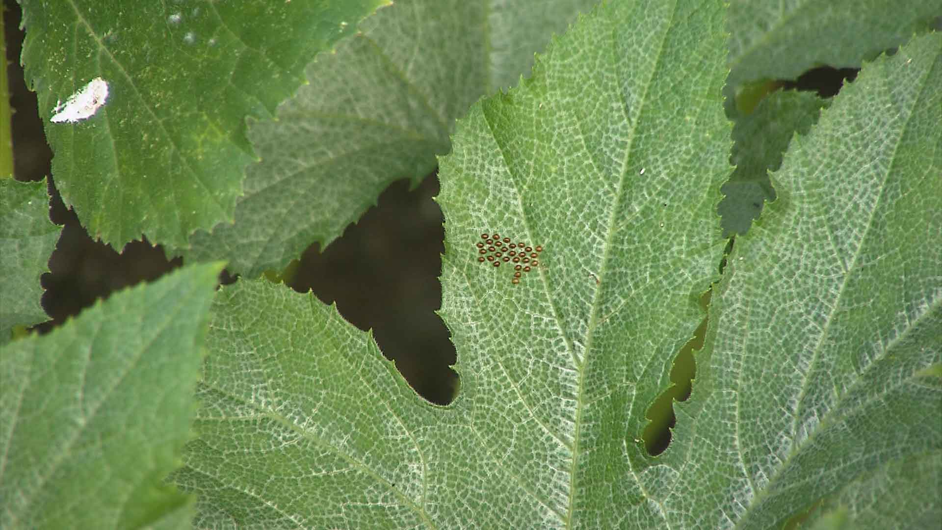 Volunteer Gardener