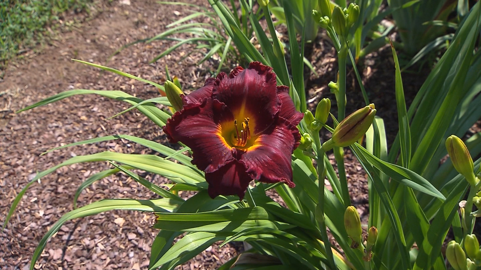 Volunteer Gardener