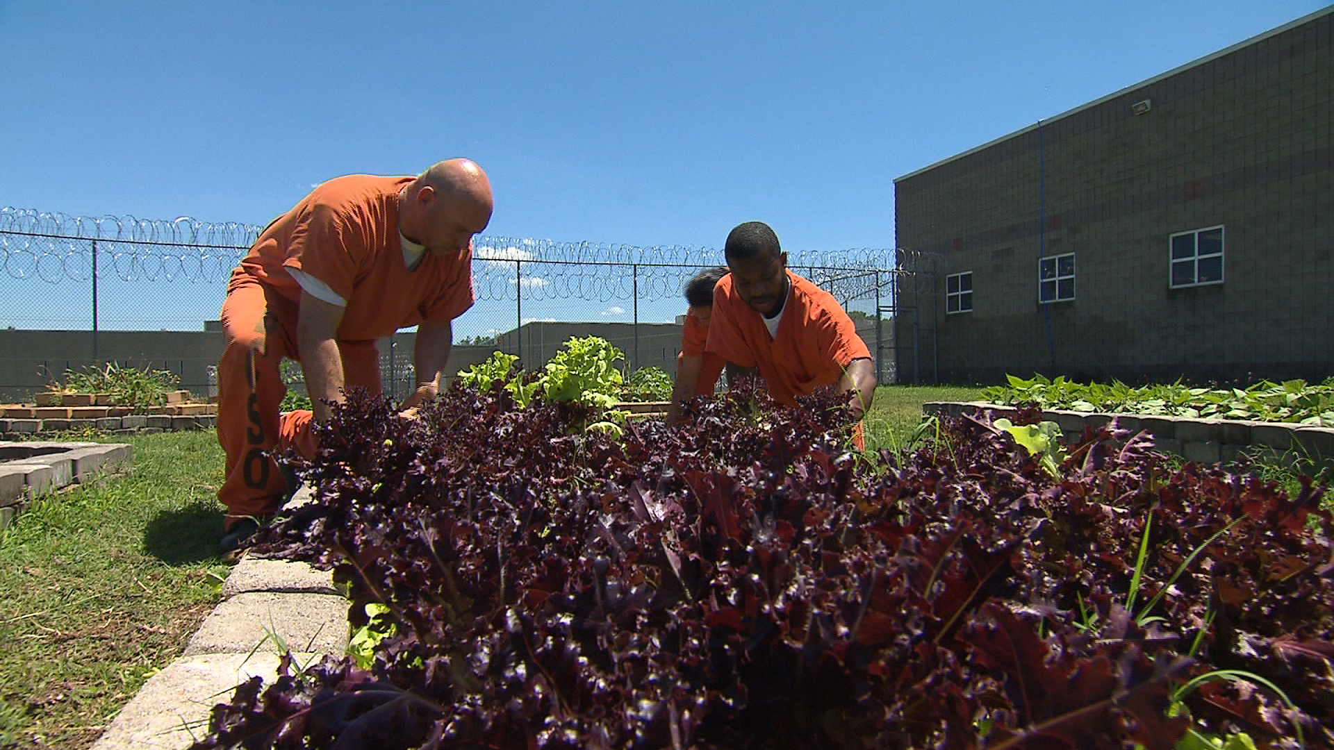 Volunteer Gardener