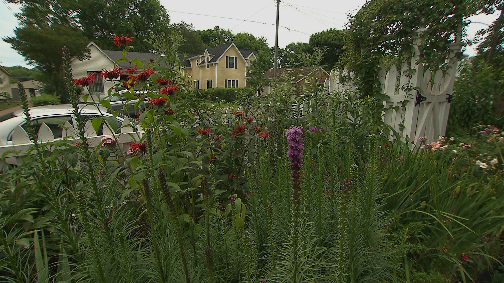 Volunteer Gardener