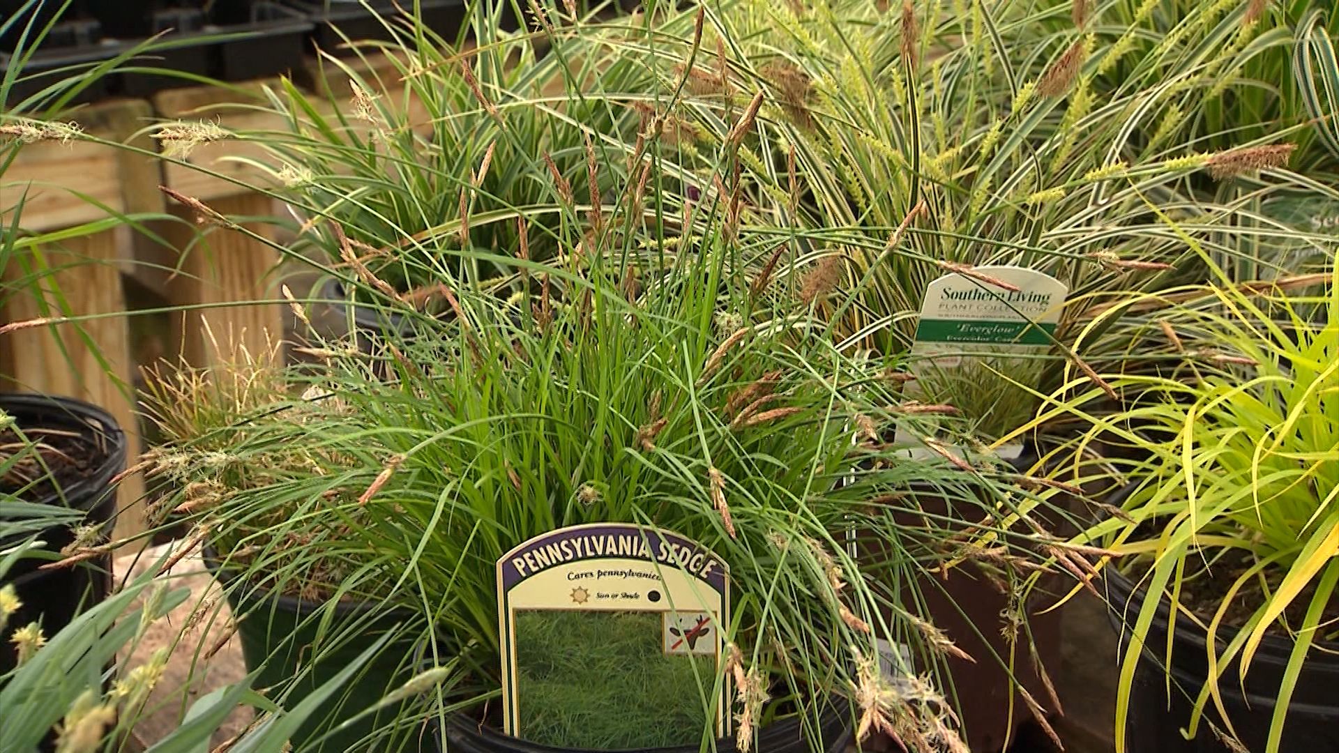 Volunteer Gardener