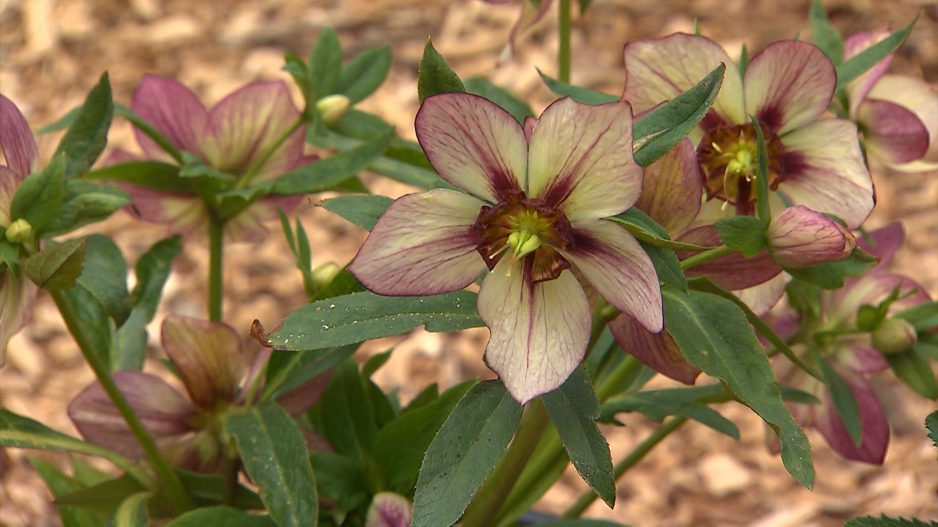 Volunteer Gardener