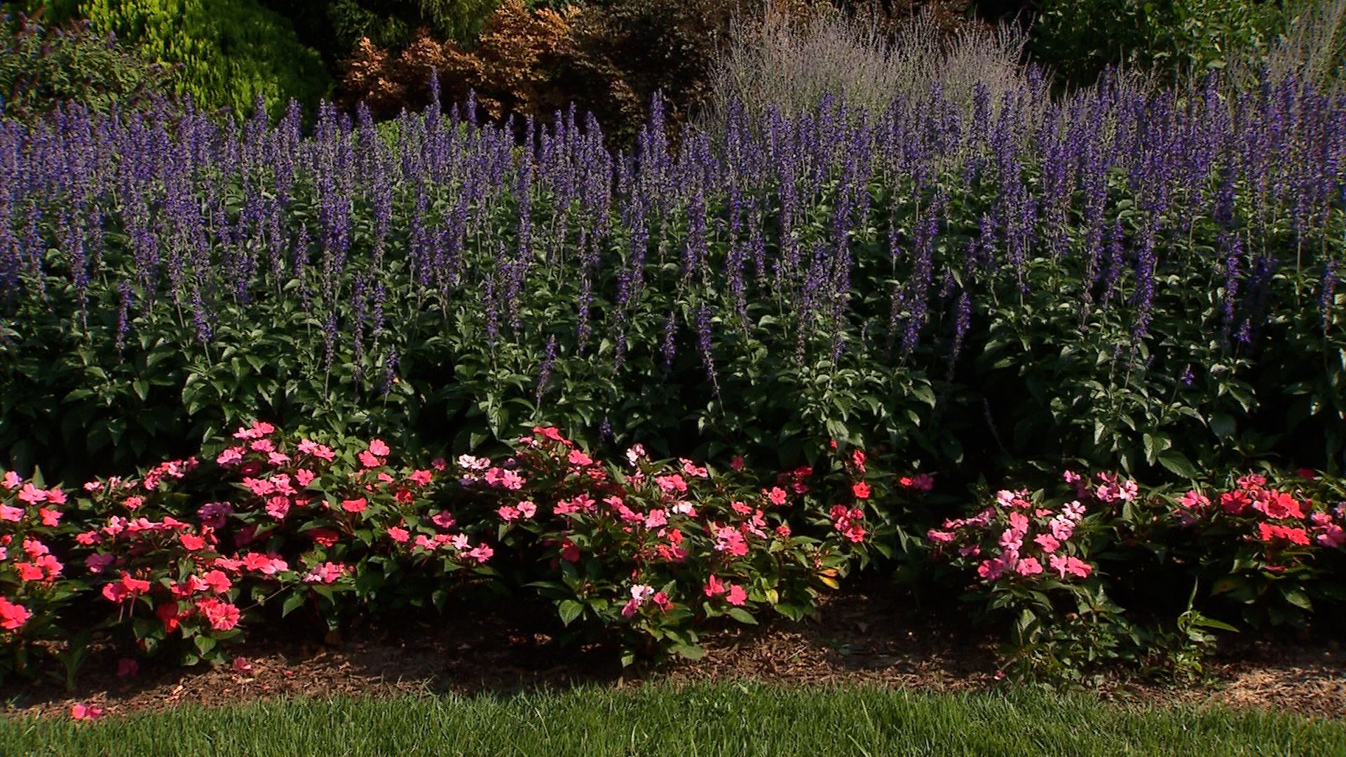 Volunteer Gardener