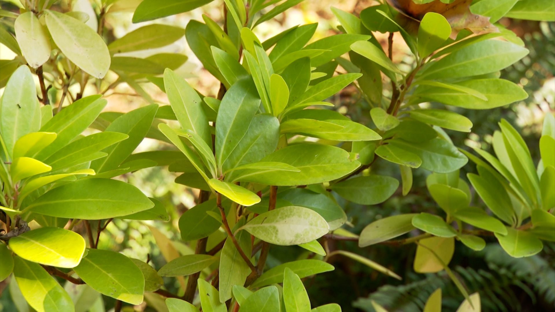 Volunteer Gardener