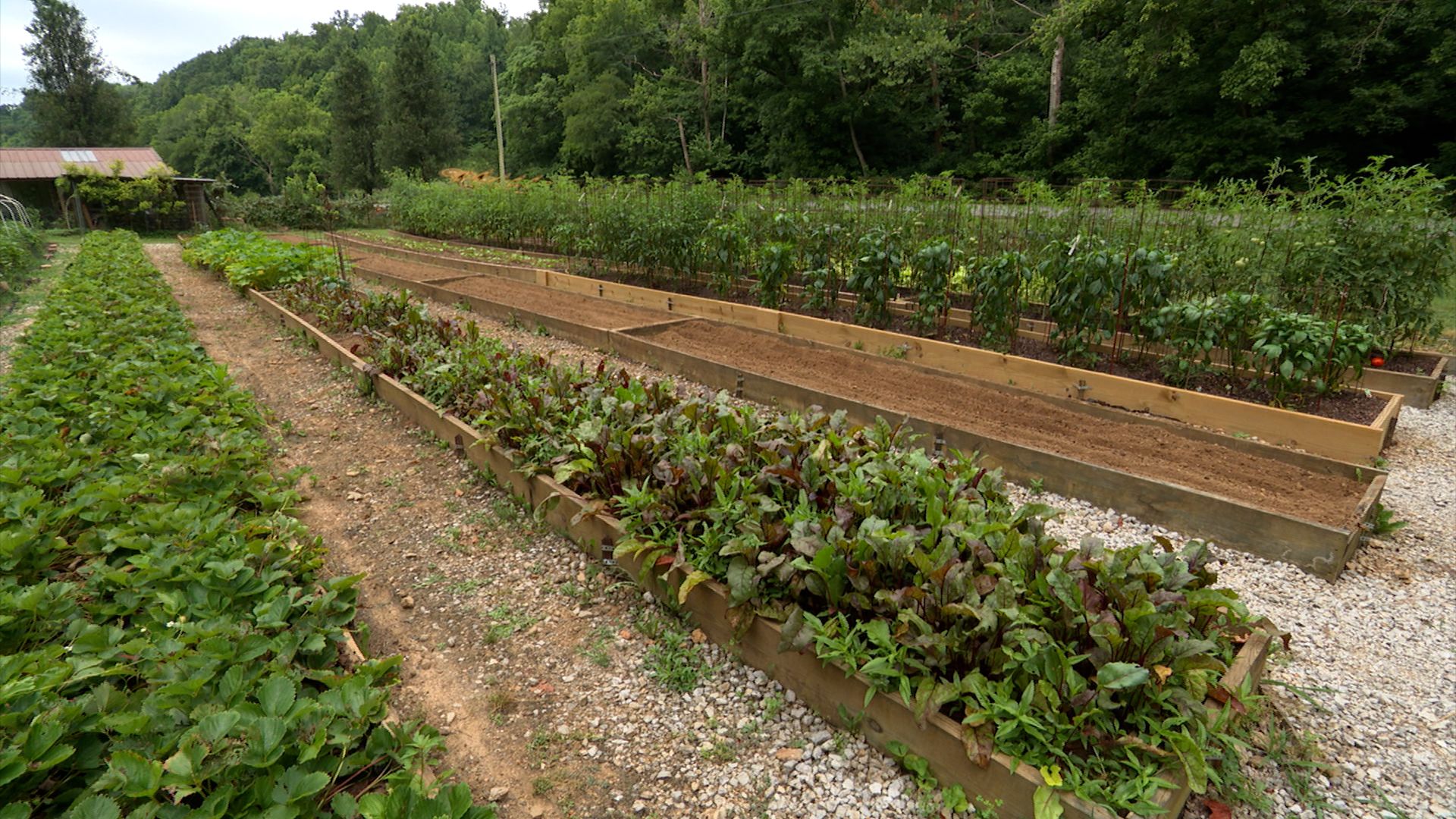 Volunteer Gardener