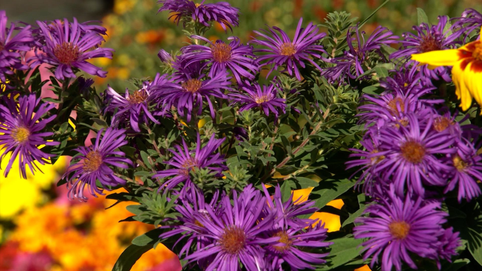 Volunteer Gardener